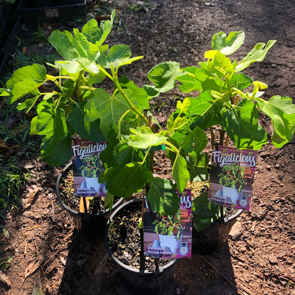 Buy Fig Fruit trees - Delivered to your door! – Ross Creek Tropicals
