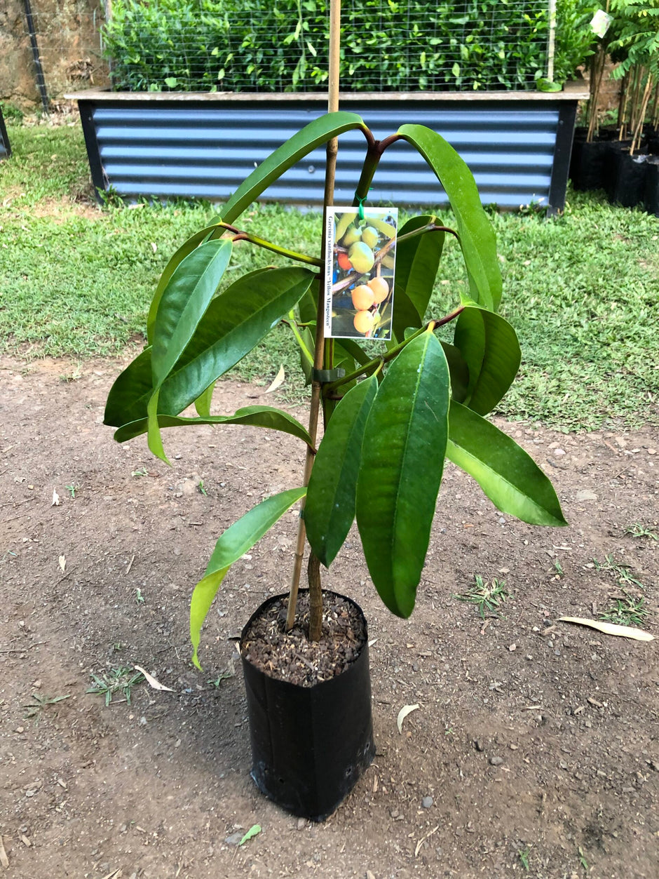 Buy Garcinia Fruit trees - Delivered to your door! – Ross Creek Tropicals