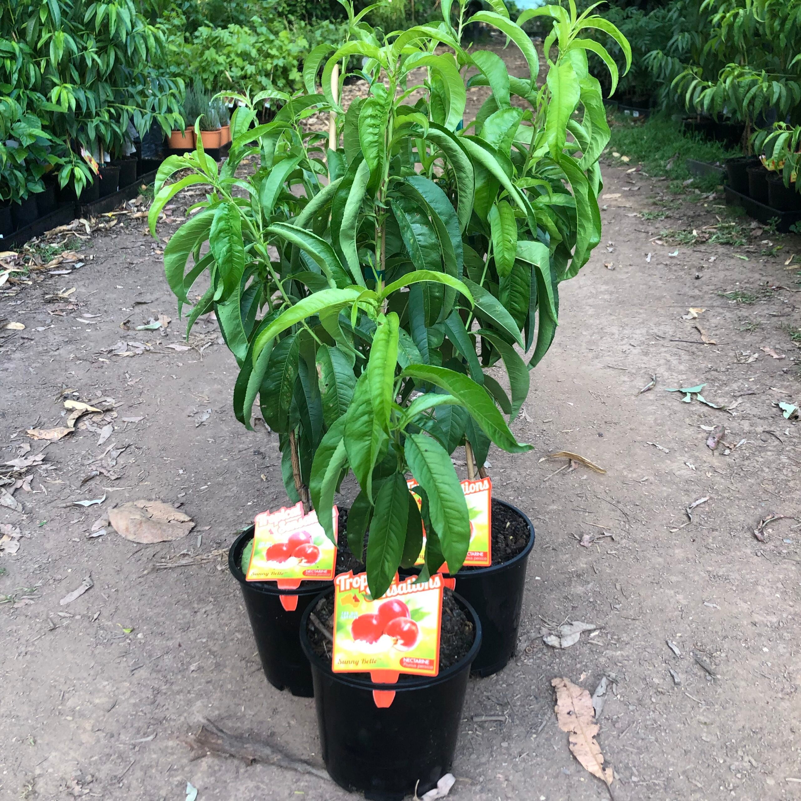 Buy Fruit trees on sale while stocks last - Ross creek Tropicals – Page ...