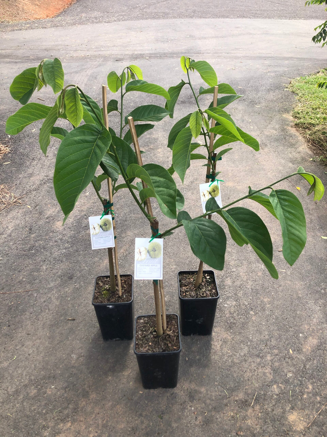 Buy Custard Apple Tree - Paxton prolific – Ross Creek Tropicals