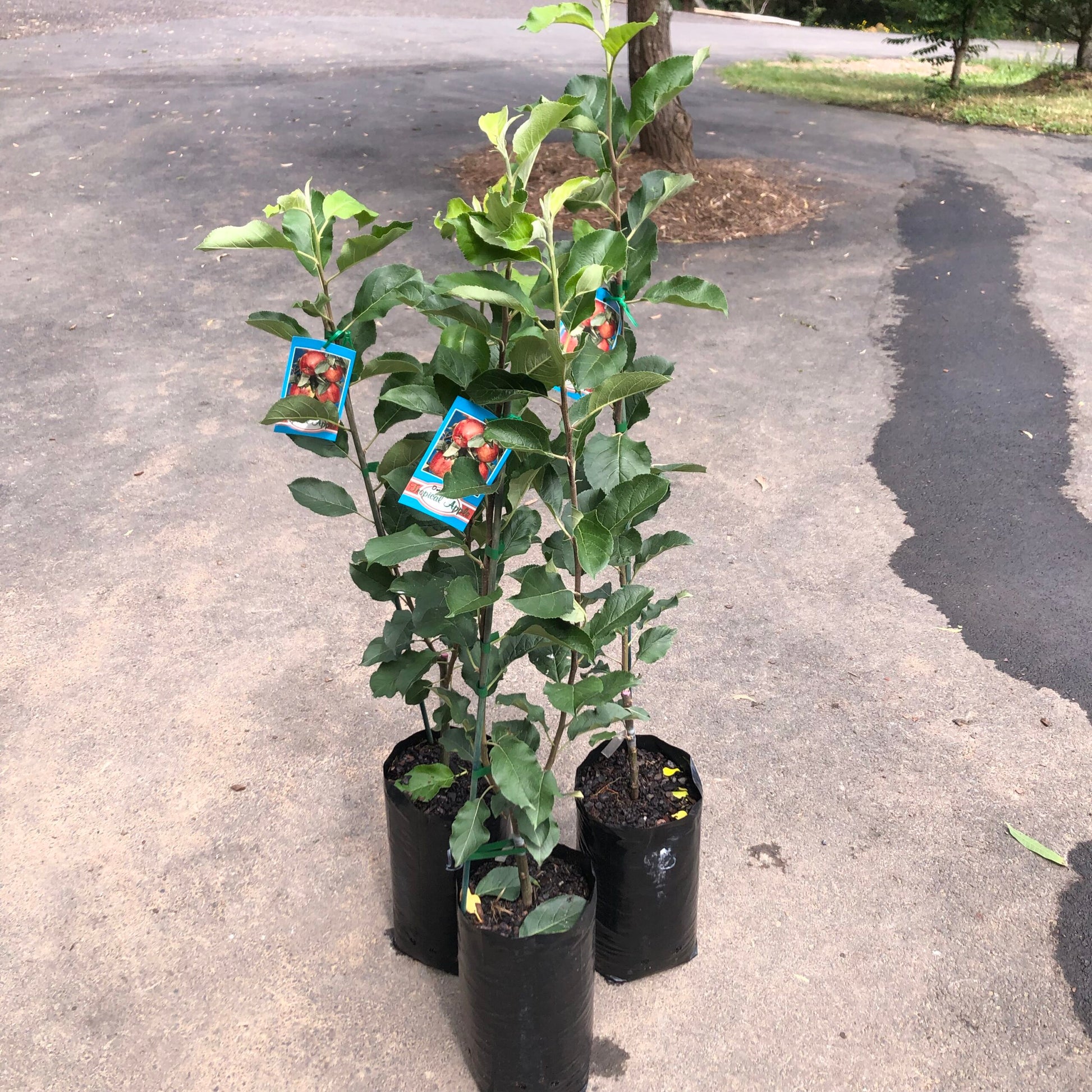 Apple - Rome Beauty 5l – Ross Creek Tropicals