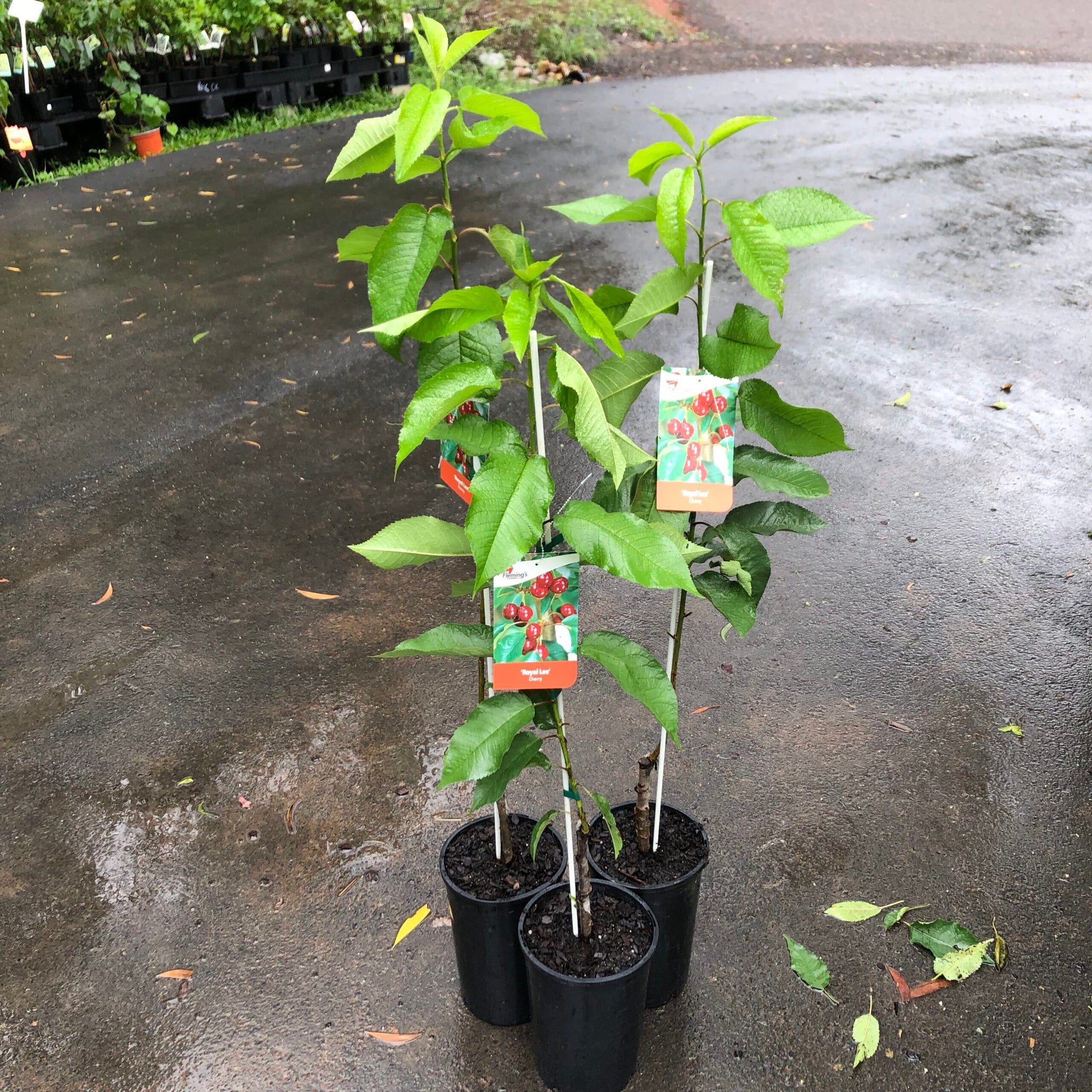Buy Cherry tree - Royal Lee - Low Chill – Ross Creek Tropicals