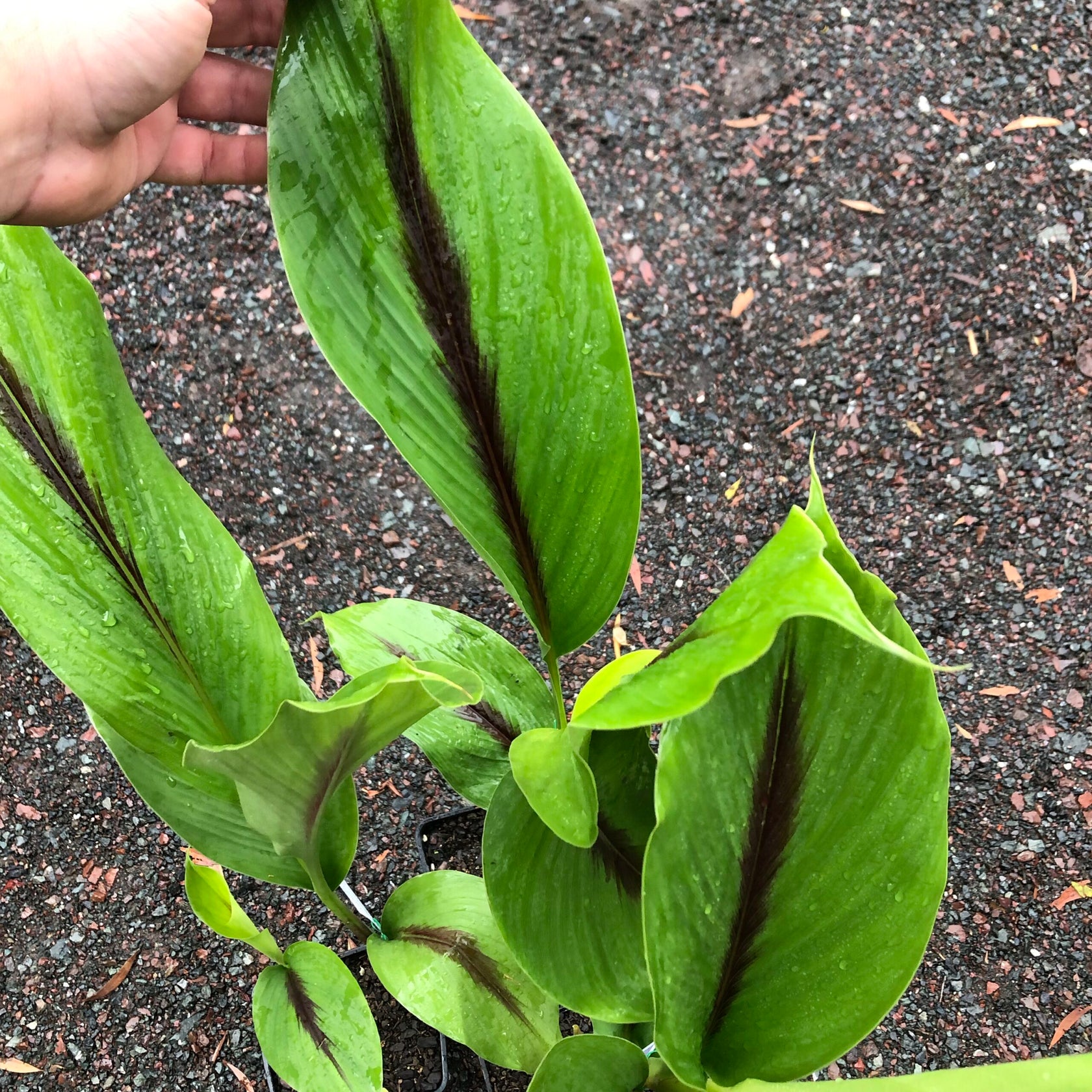 Blue Turmeric 90mm – Ross Creek Tropicals