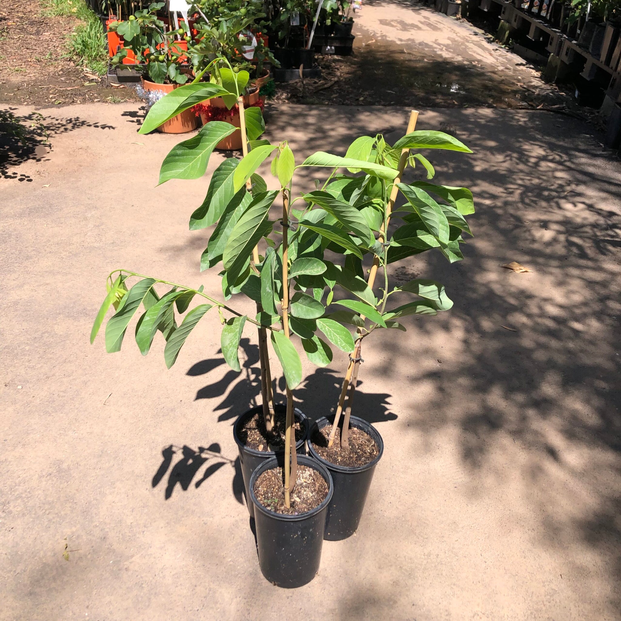 Buy Custard Apple Tree - Golden Emperor – Ross Creek Tropicals