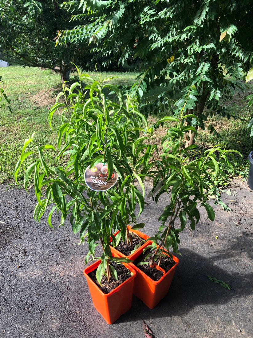 Dwarf Peach - Indian – Ross Creek Tropicals
