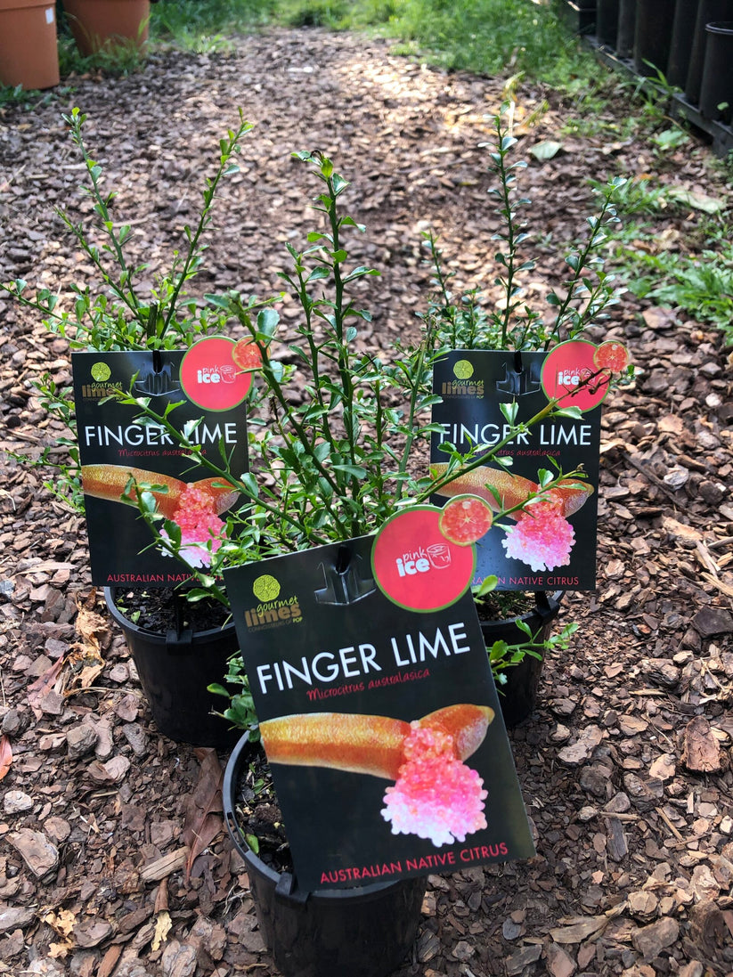 Finger lime Pink Ice (Qld only) – Ross Creek Tropicals