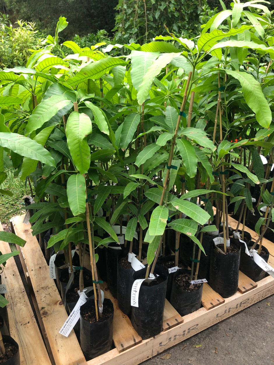 Buy Grafted Mango Trees online - Delivered to your door! – Ross Creek ...