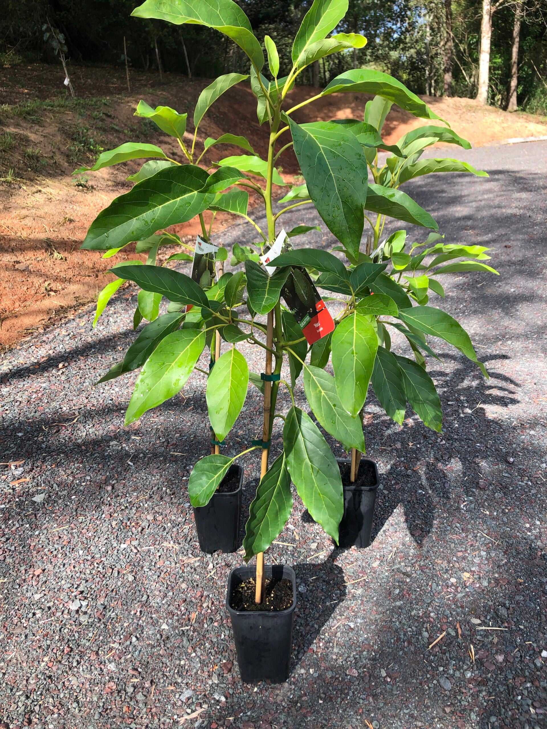 Avocado Hass A Type 2l Ross Creek Tropicals