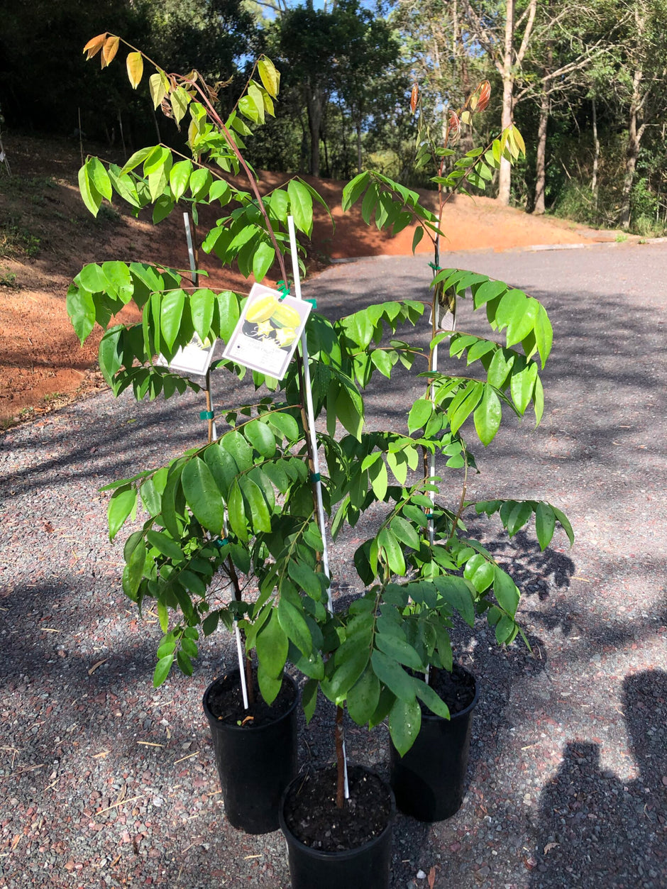 Buy Star Fruit trees - Delivered to your door! – Ross Creek Tropicals