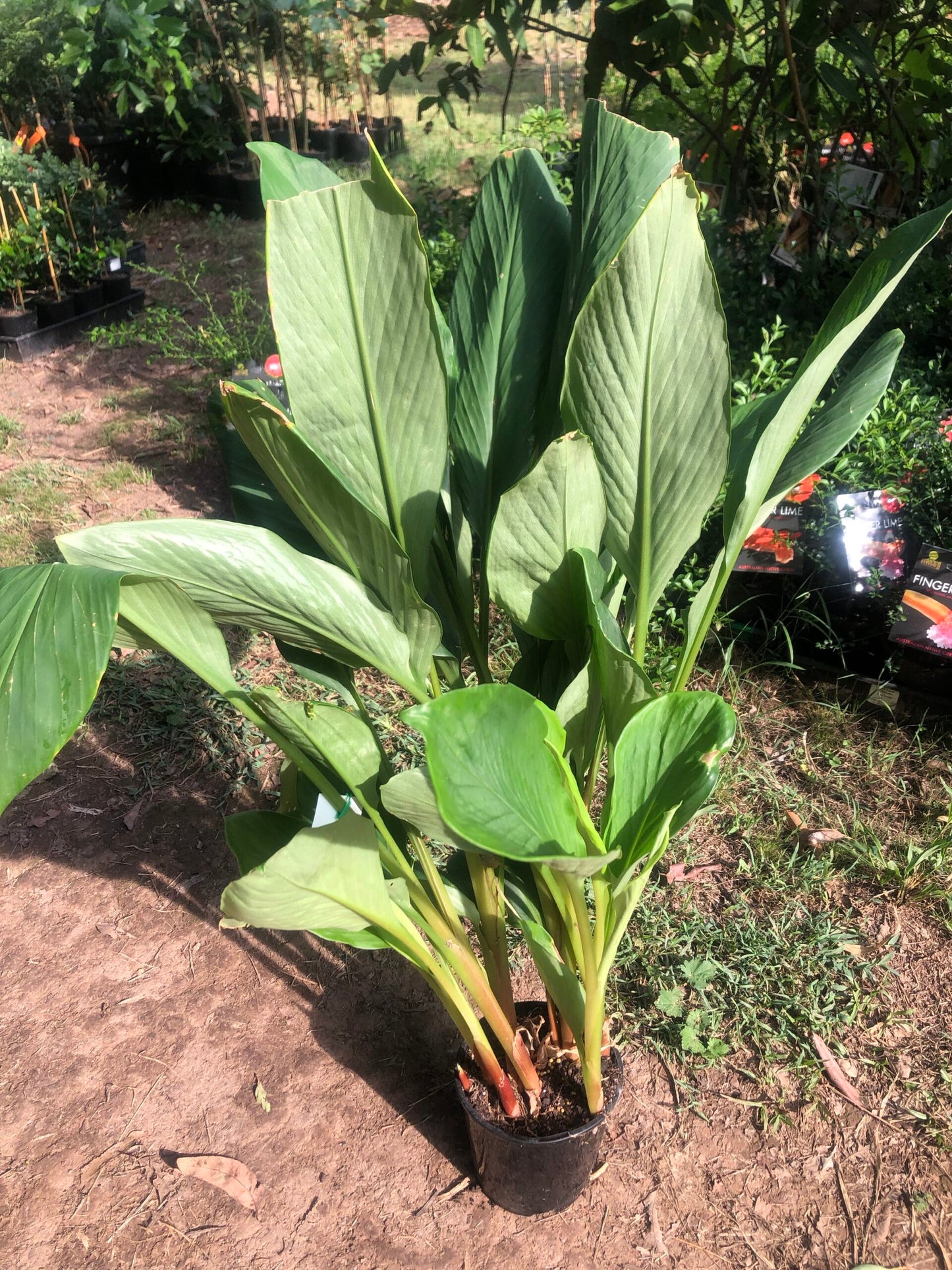 Chinese Keys – Ross Creek Tropicals