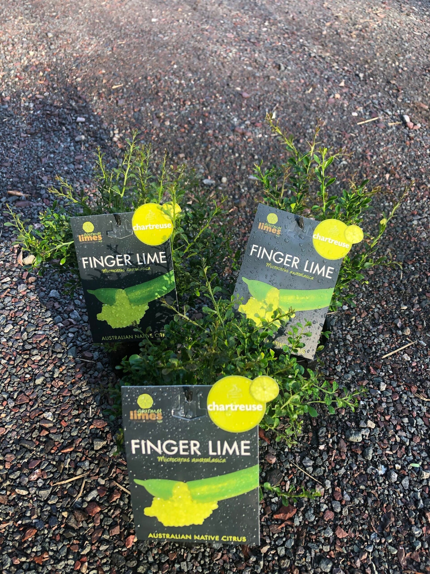 Finger lime Chartreuse (Qld only) – Ross Creek Tropicals