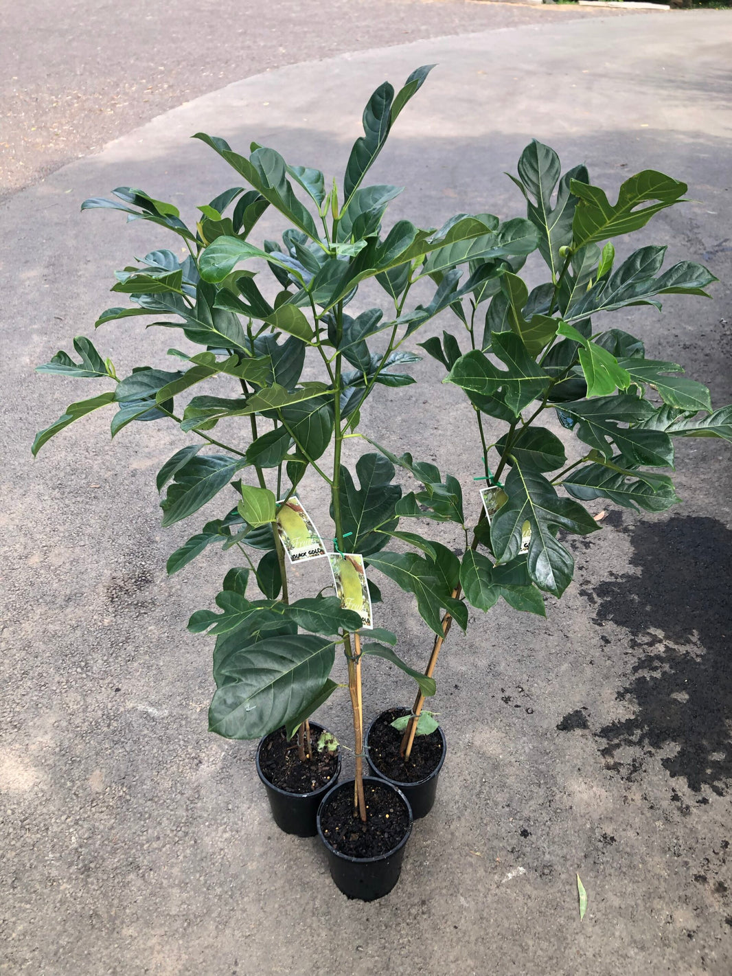 Buy Jackfruit Fruit trees - Delivered to your door! – Ross Creek Tropicals
