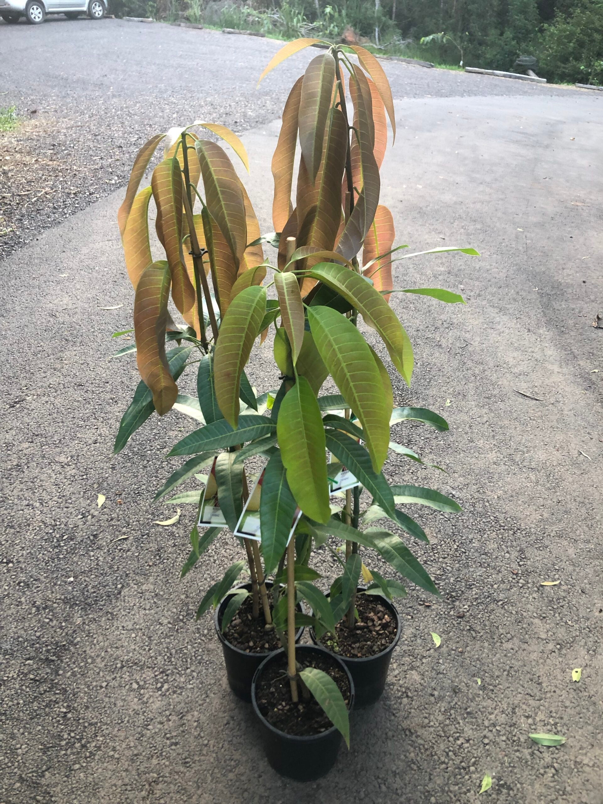 Mango Carabao Ross Creek Tropicals
