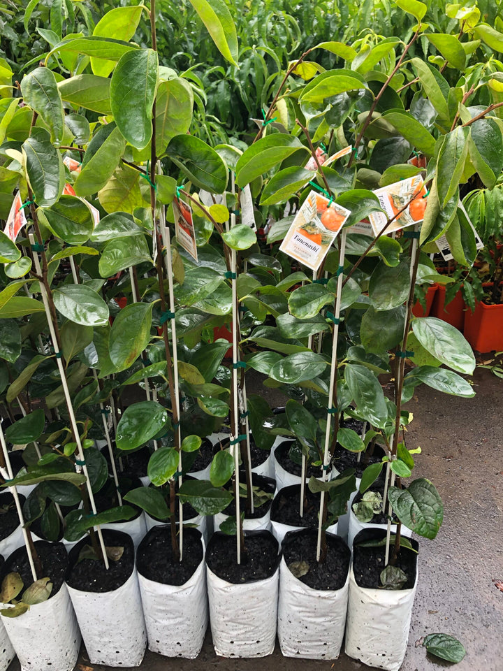 Buy Persimmon Fruit trees - Delivered to your door! – Ross Creek Tropicals