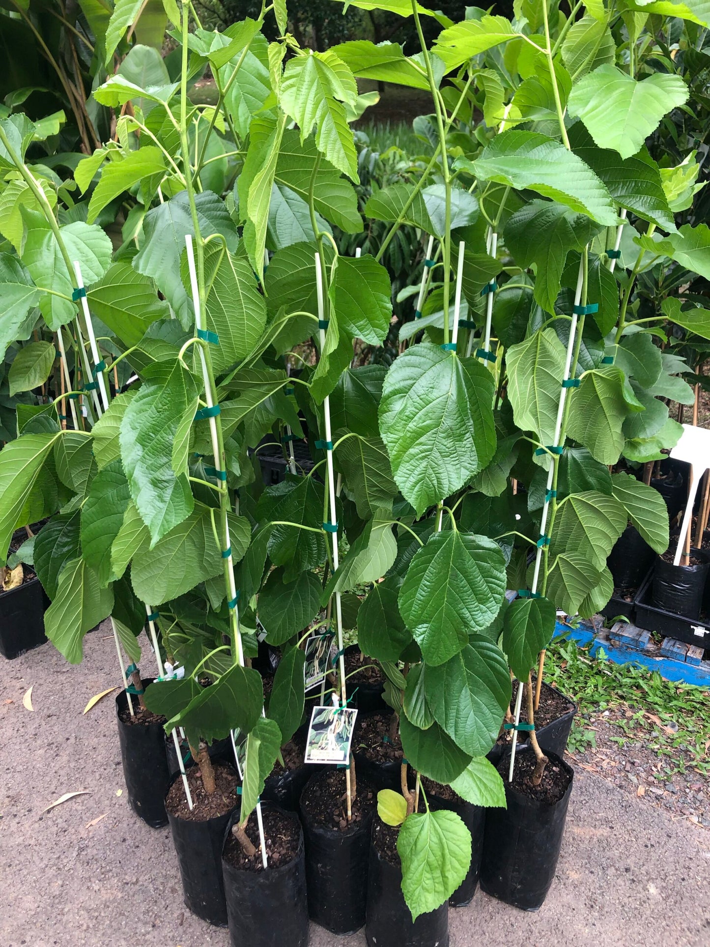 Mulberry White Shahtoot 5L – Ross Creek Tropicals