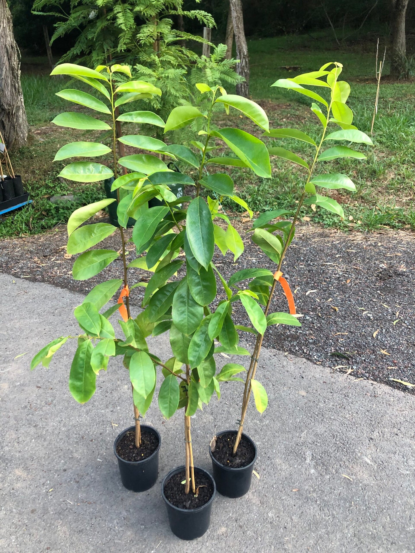 Buy Soursop tree - Golden Soursop – Ross Creek Tropicals