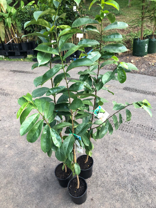 Buy Soursop Trees online - Delivered to your door! – Ross Creek Tropicals