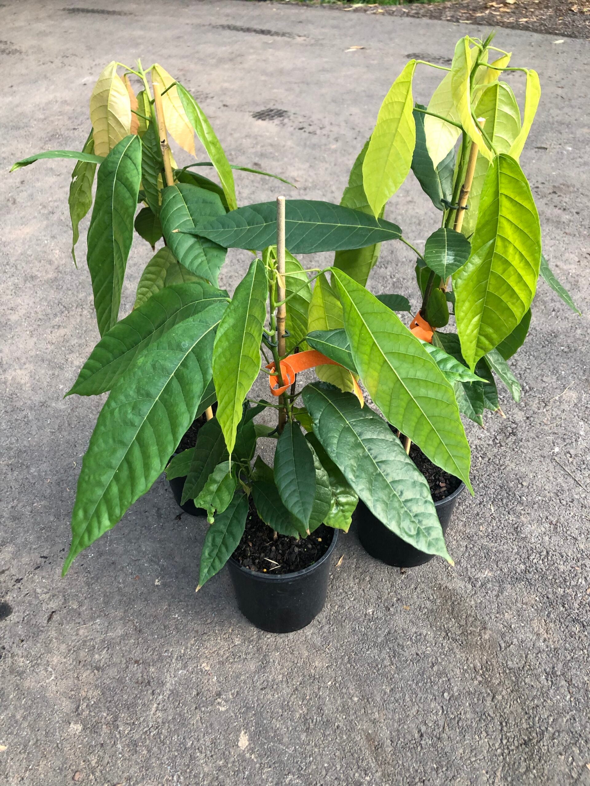 Buy Tropical Fruit Trees Delivered To Your Door Ross Creek Tropicals