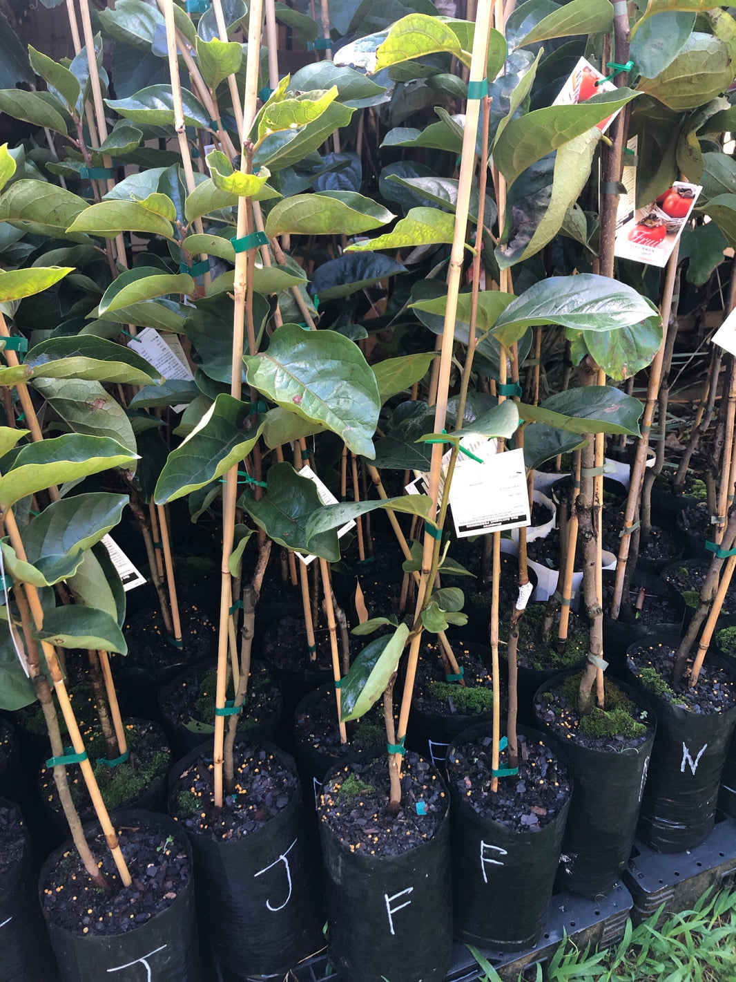Buy Persimmon Fruit trees - Delivered to your door! – Ross Creek Tropicals
