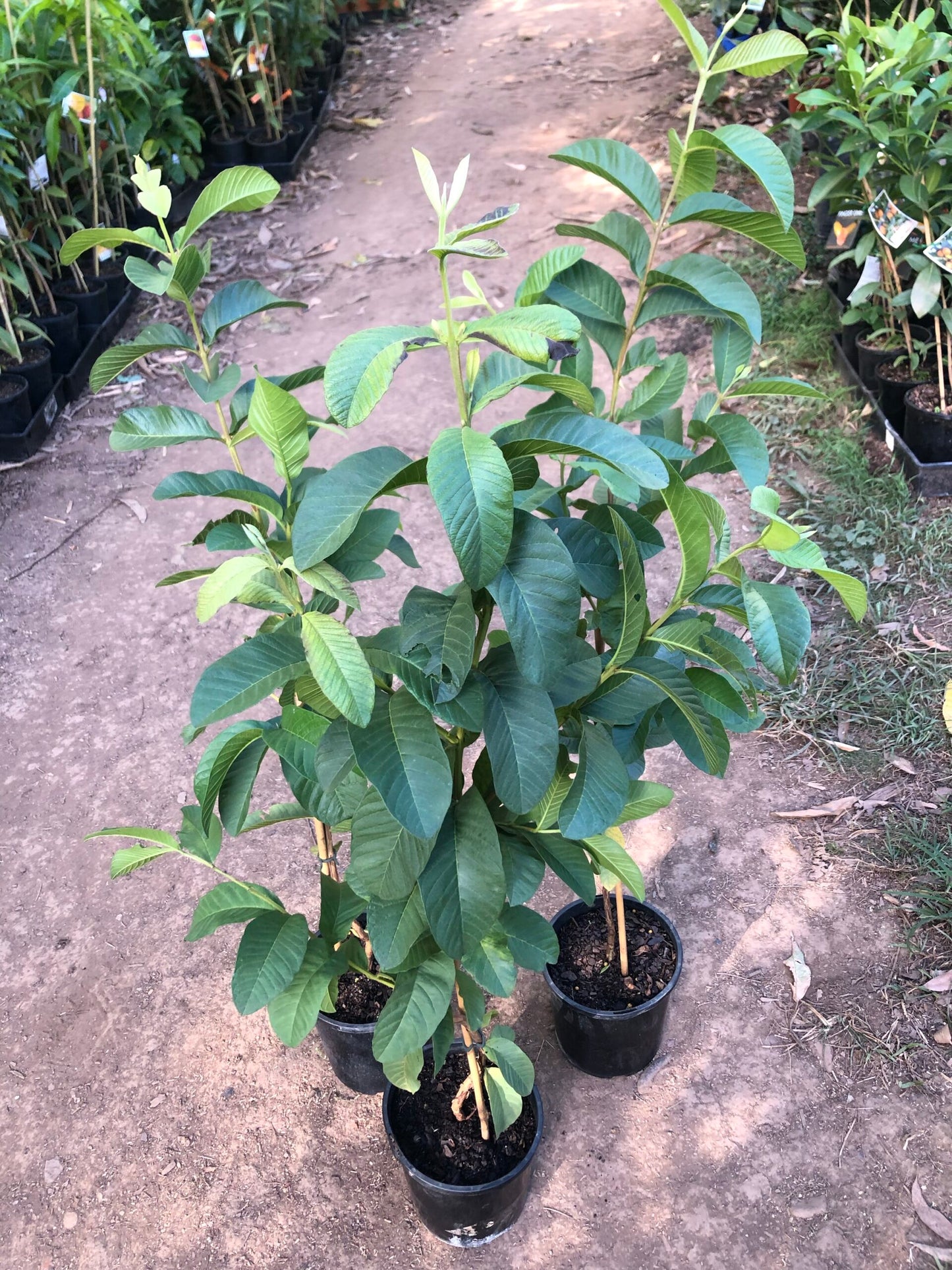 Guava Hawaiian - Ruby – Ross Creek Tropicals