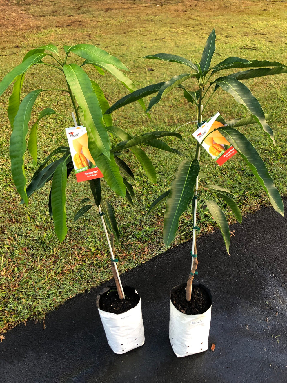 Dwarf Mango - Banana Ken 5L – Ross Creek Tropicals