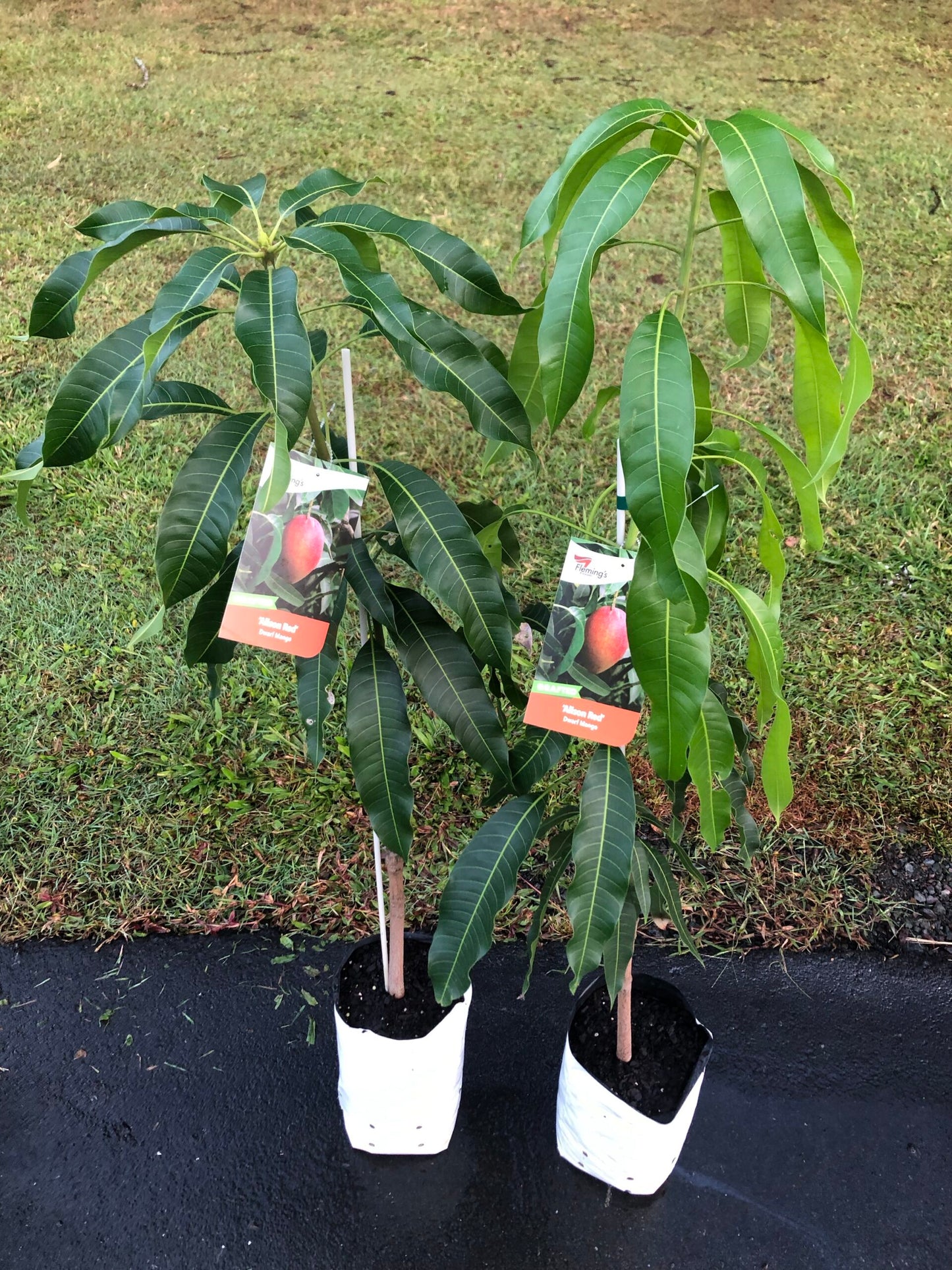 Dwarf Mango - Alison Red 5L – Ross Creek Tropicals