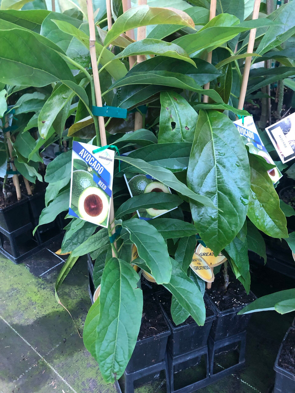 Buy Avocado tree - Reed (A Type) 1L – Ross Creek Tropicals