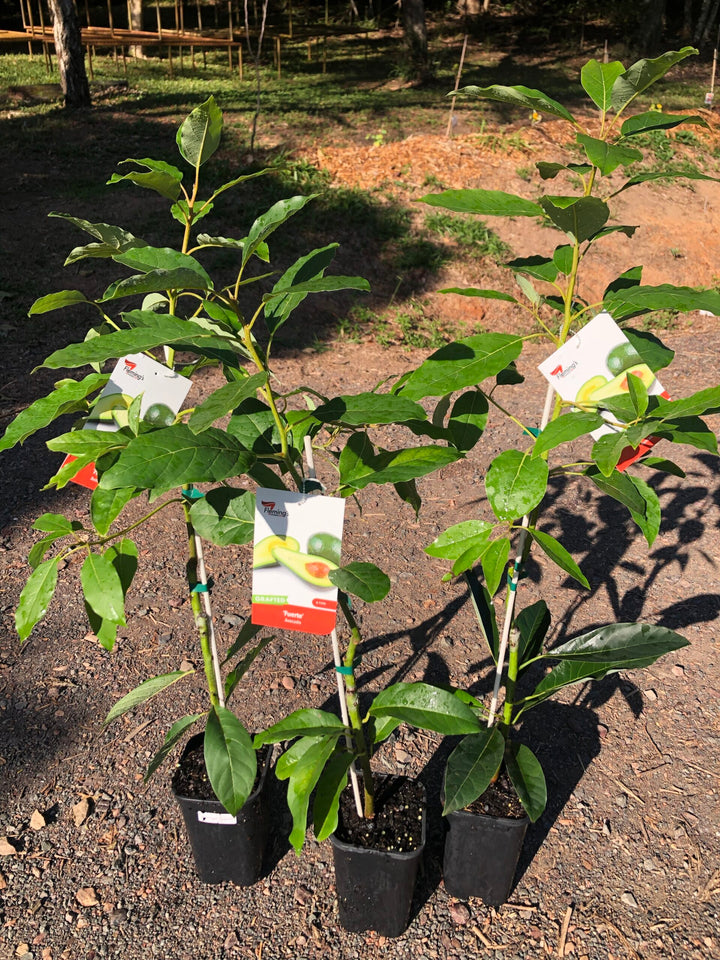 Buy Avocado Fruit trees - Delivered to your door! – Ross Creek Tropicals