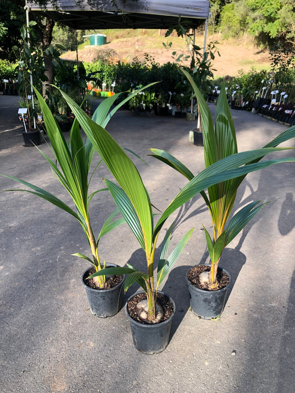Buy Coconut Fruit trees - Delivered to your door! – Ross Creek Tropicals