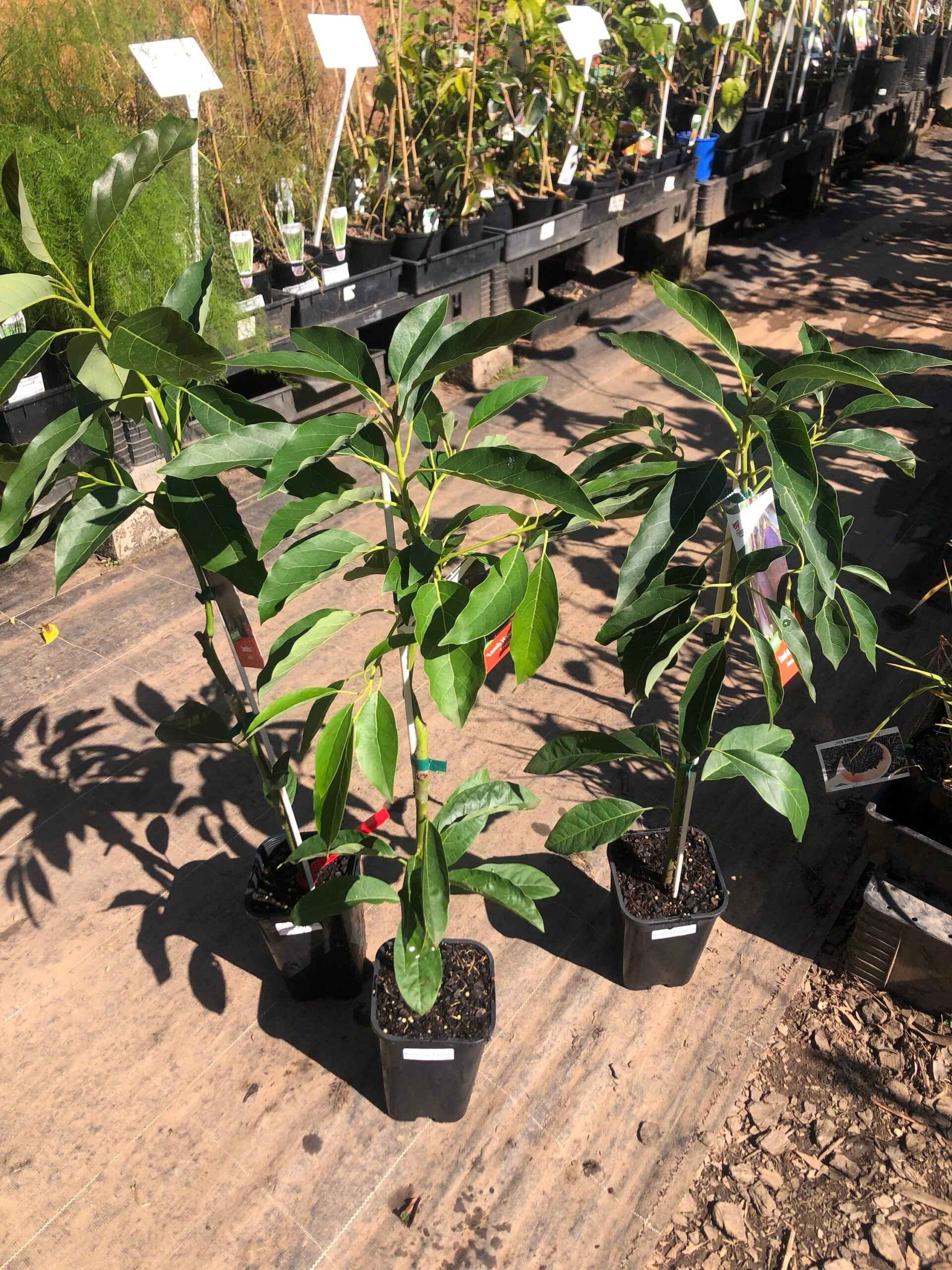 Avocado-Lamb Hass DWARF (A Type) 2L – Ross Creek Tropicals