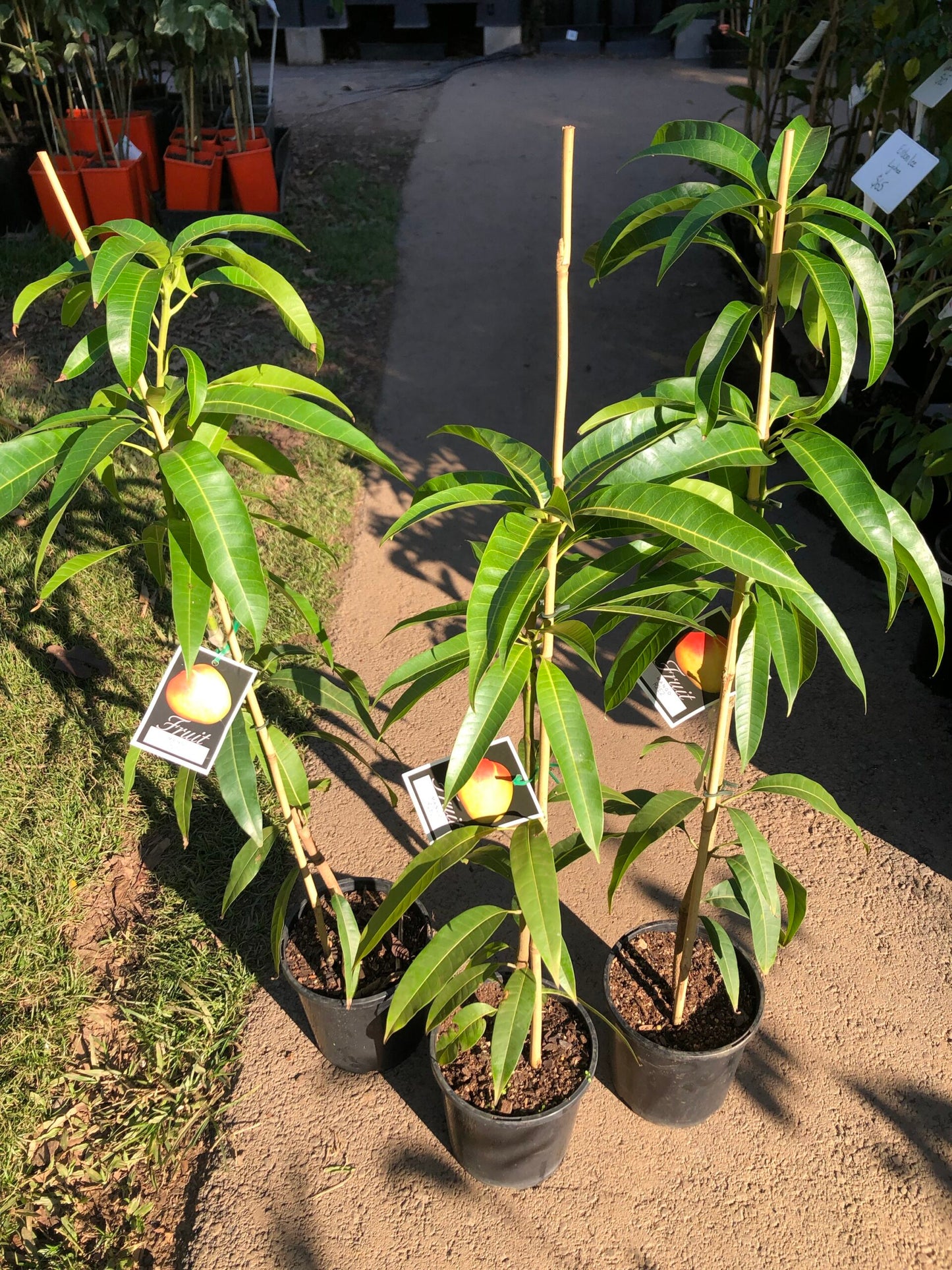 Mango - R2E2 – Ross Creek Tropicals