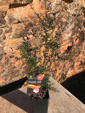 Buy Finger lime Fruit trees - Delivered to your door! – Ross Creek ...