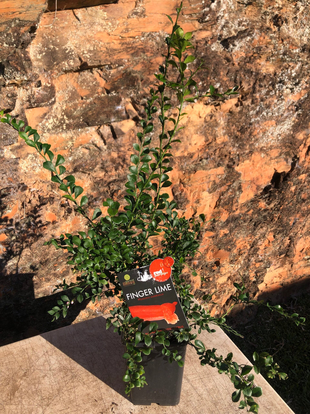 Buy Finger lime Fruit trees - Delivered to your door! – Ross Creek ...