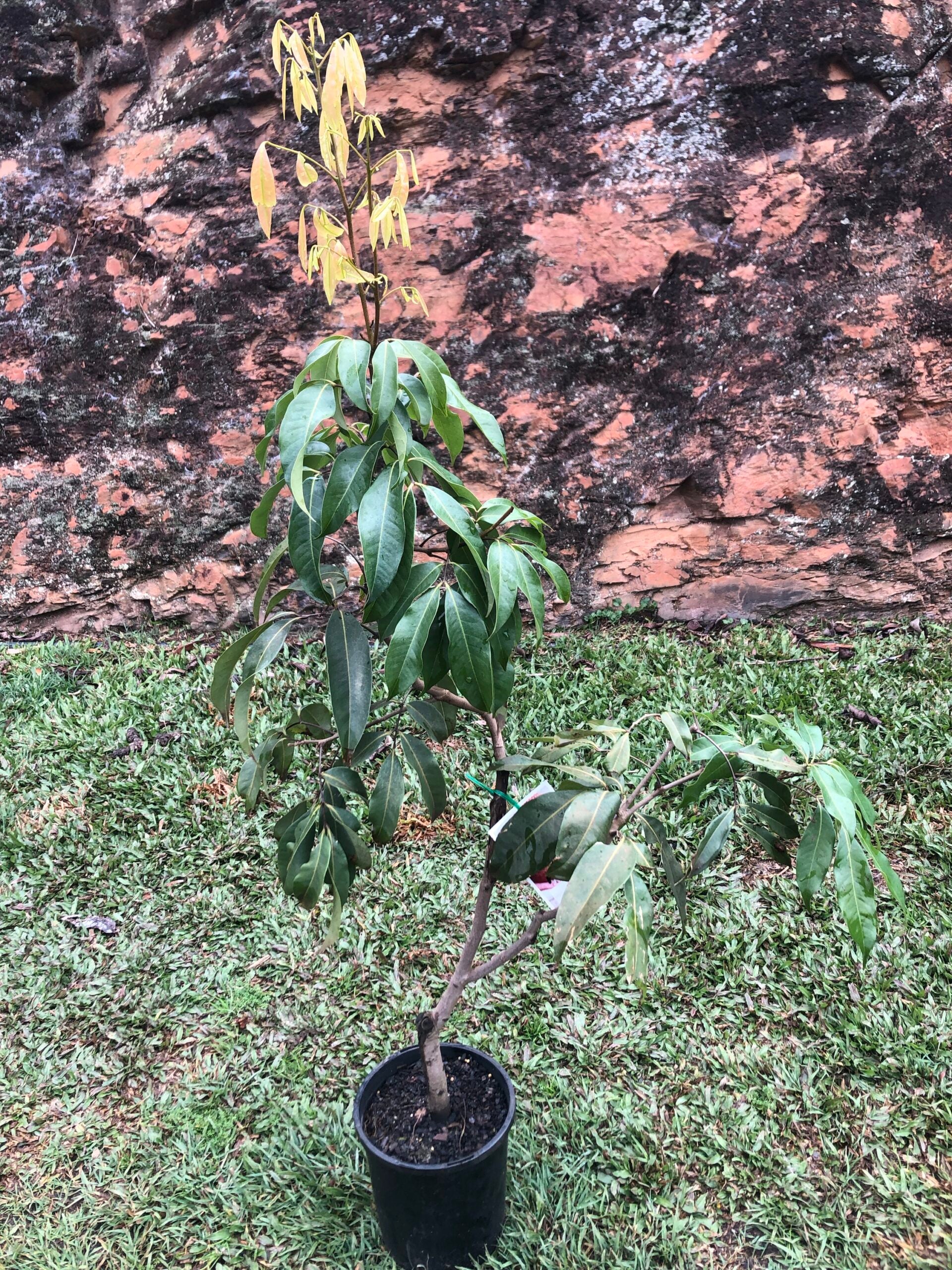 Buy Seedless Lychee - Sue Lin San - Delivered to your door! – Ross ...