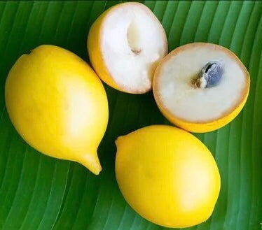 Buy Abiu Tree Online in Australia – Ross Creek Tropicals