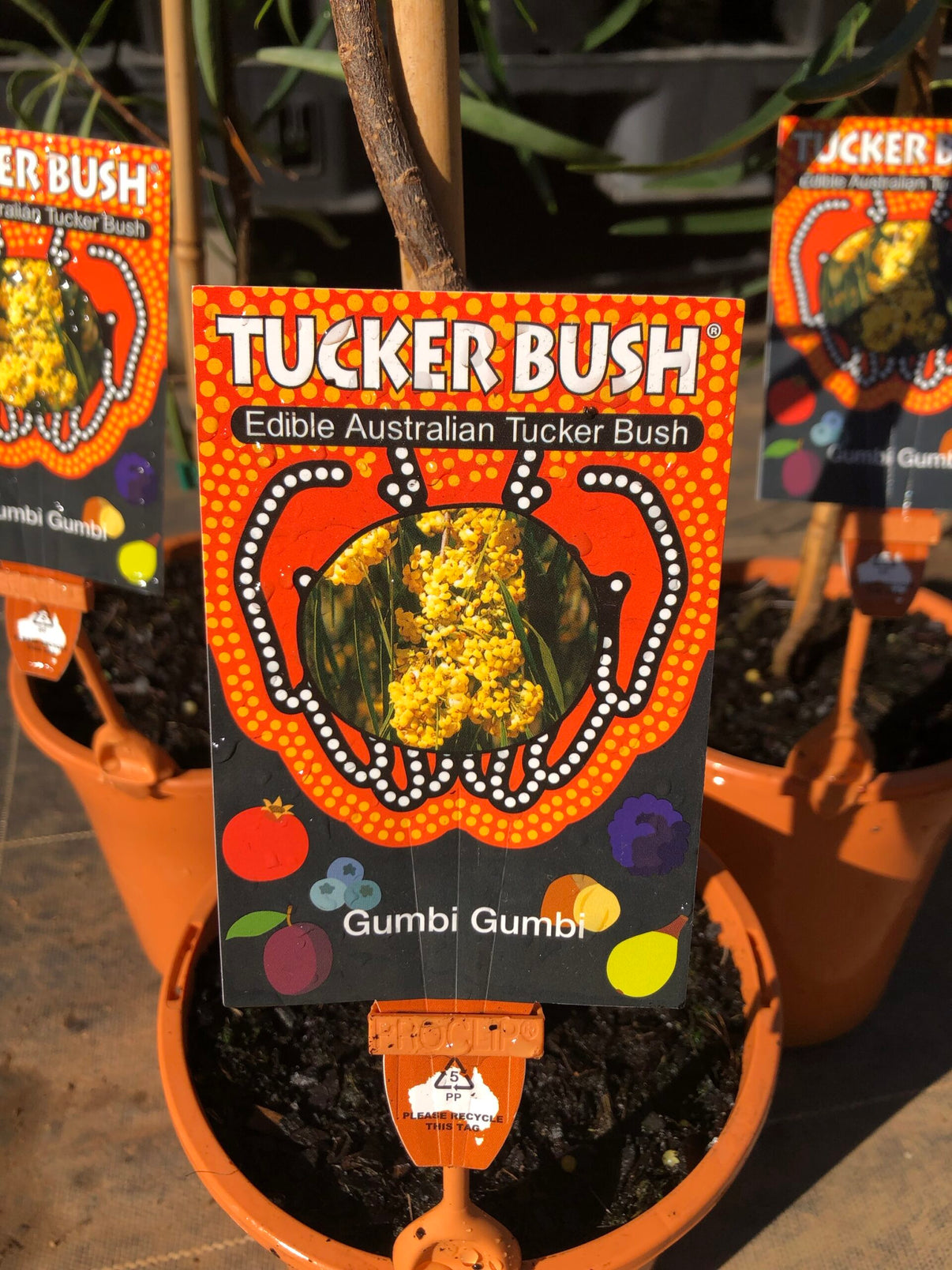 Gumbi Gumbi – Ross Creek Tropicals