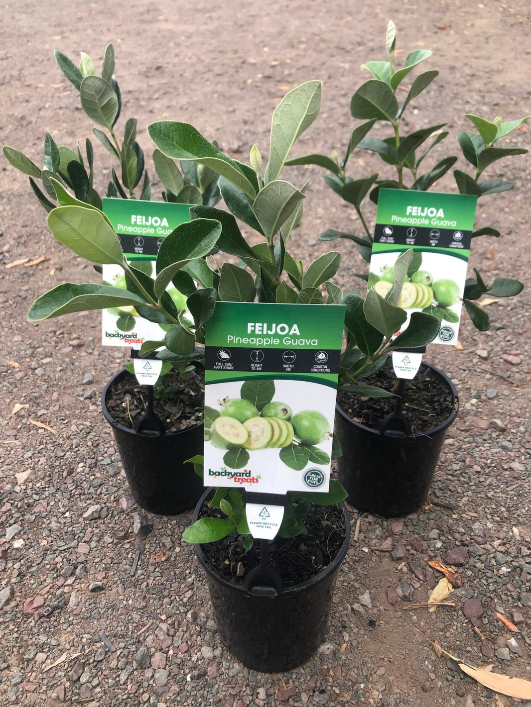 Buy Guava Fruit trees - Delivered to your door! – Ross Creek Tropicals