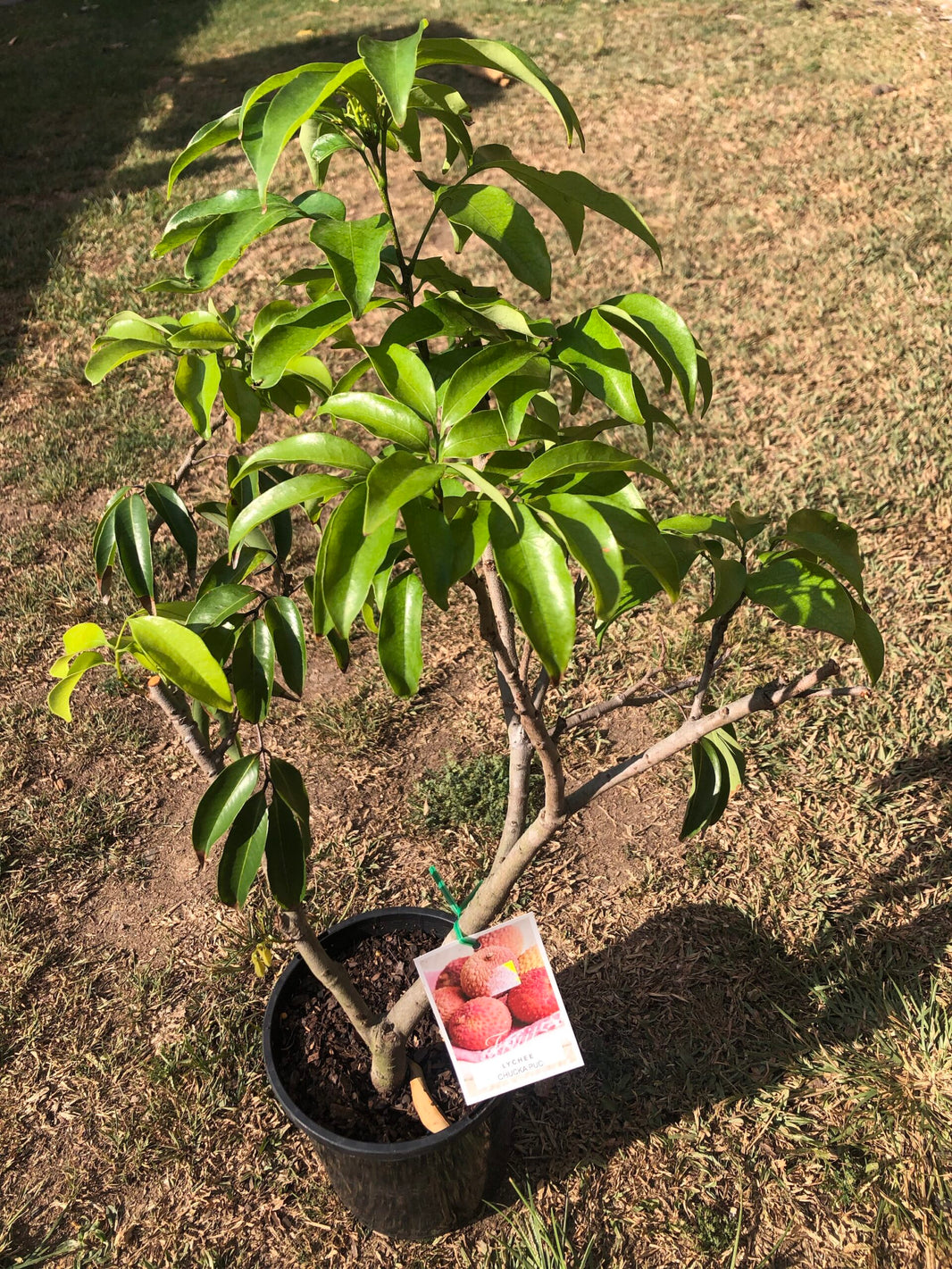 Buy Lychee Fruit trees - Delivered to your door! – Ross Creek Tropicals