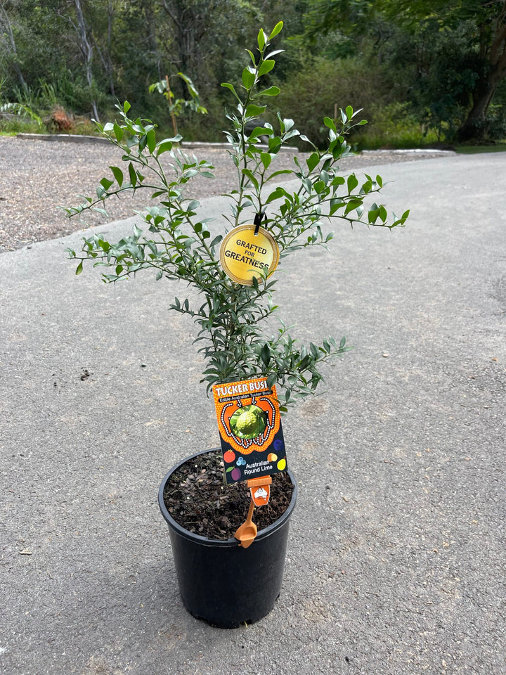 Buy Australian Native Fruit trees - Delivered to your door! – Ross ...