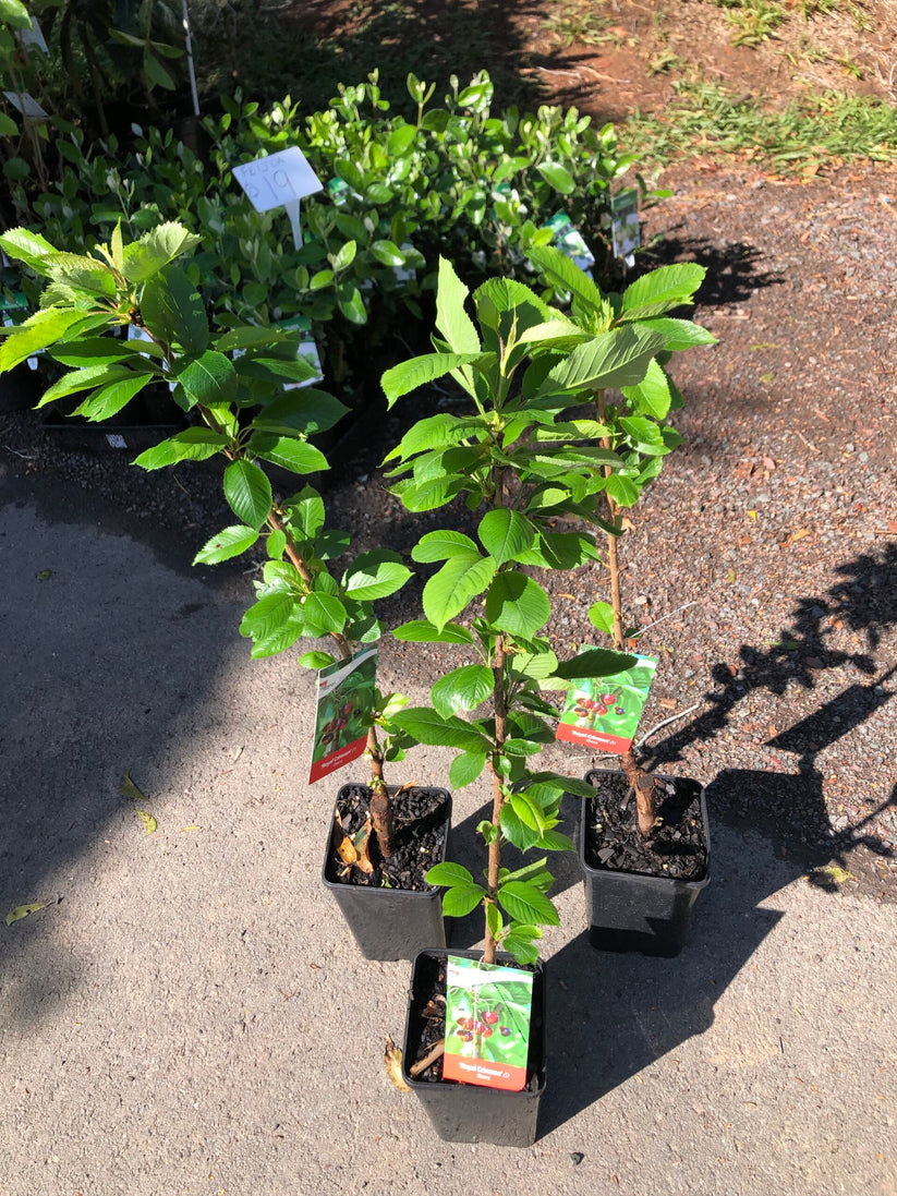 Buy Cherry Tree - Royal Crimson low chill – Ross Creek Tropicals
