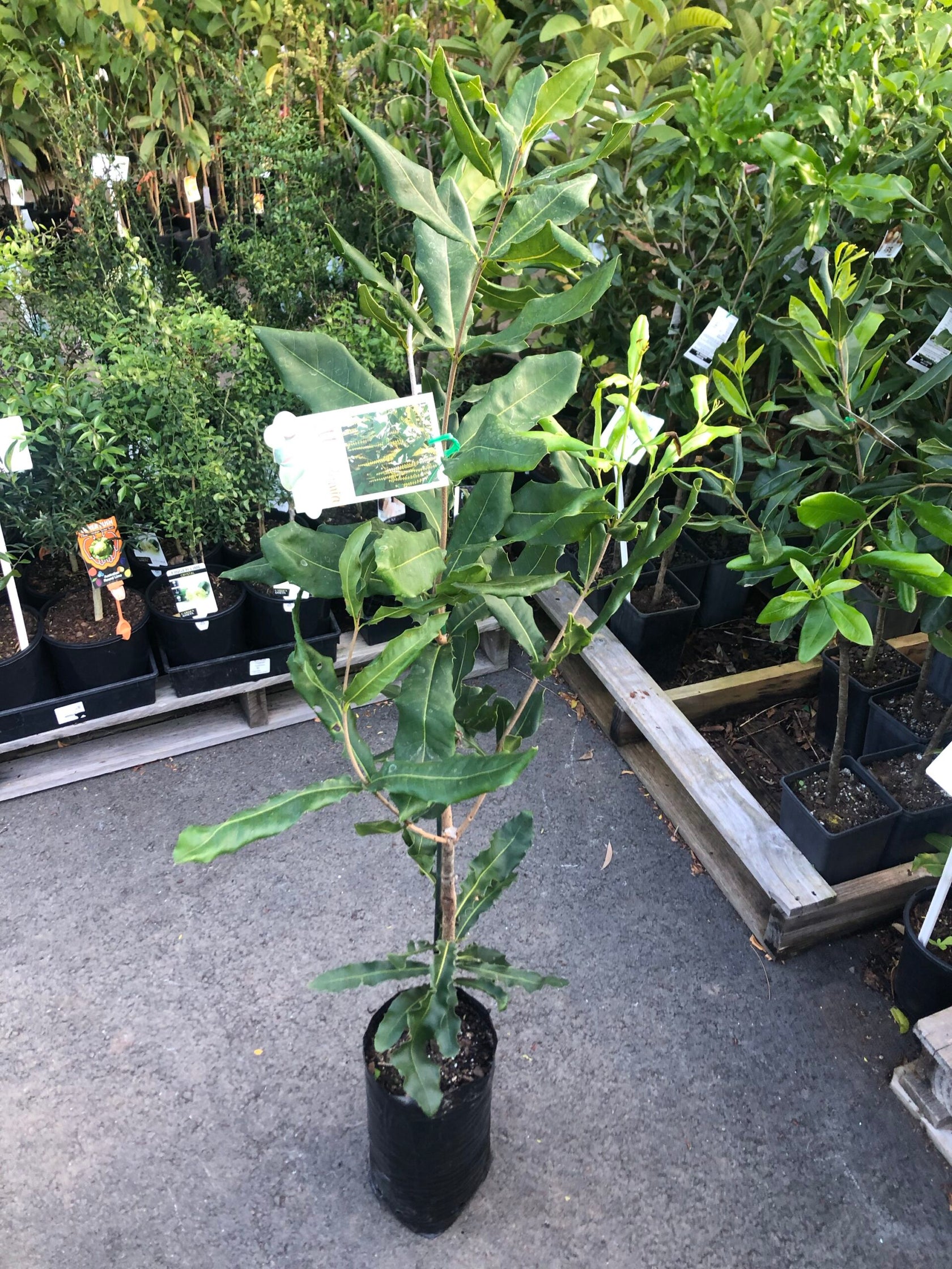Dwarf Macadamia - A16 – Ross Creek Tropicals
