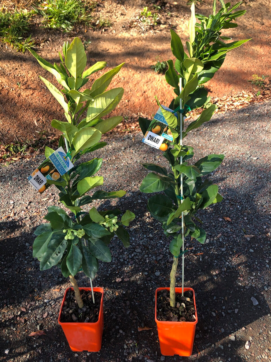 Buy Pummelo Fruit trees - Delivered to your door! – Ross Creek Tropicals