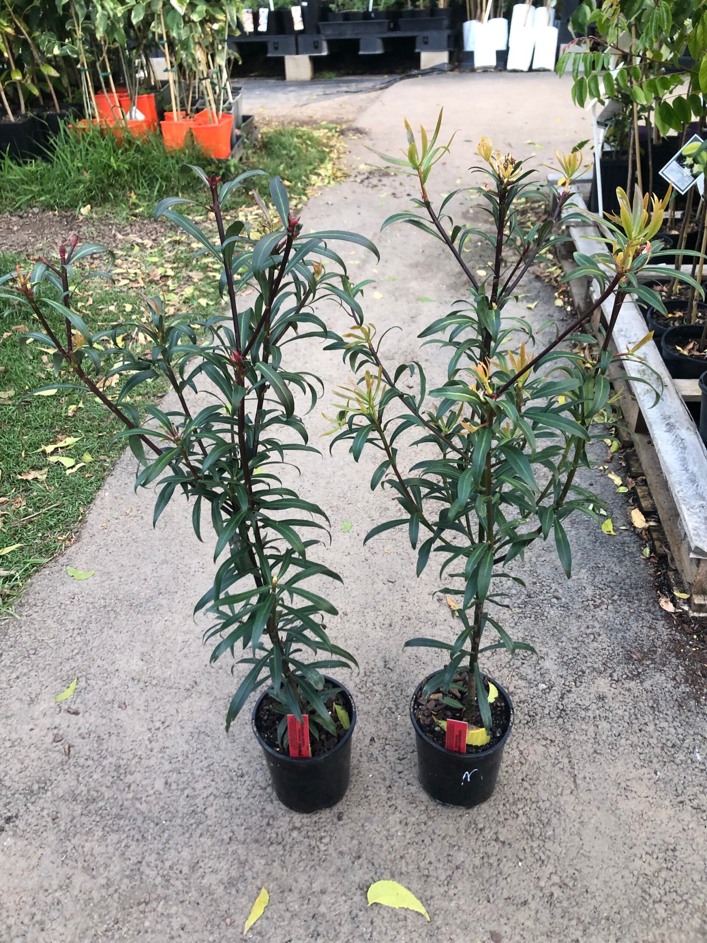 Pepperberry – Ross Creek Tropicals