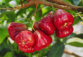 Buy Wax Jambu Fruit trees - Delivered to your door! – Ross Creek Tropicals