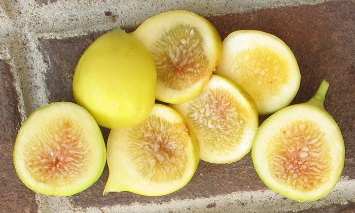 Buy Fig Fruit trees - Delivered to your door! – Ross Creek Tropicals