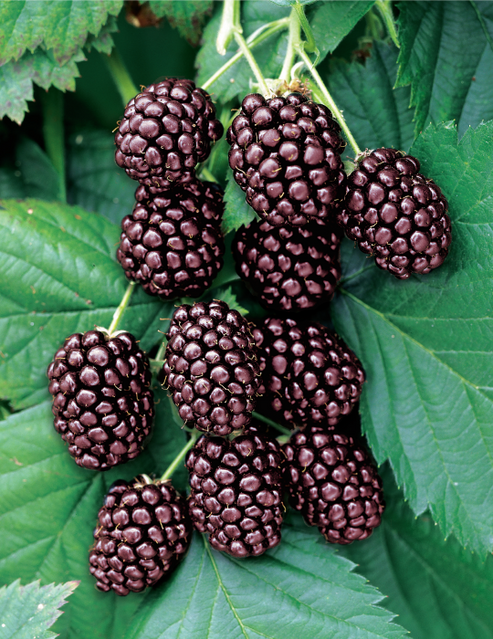 Youngberry – Ross Creek Tropicals